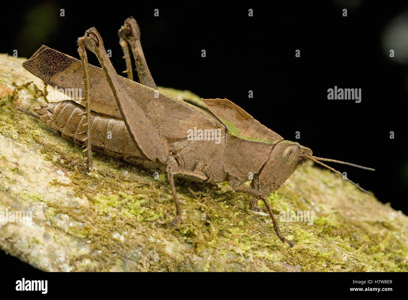 Lubber Grasshopper (Colpolopha sp) from the family Romaleidae, Guyana ...