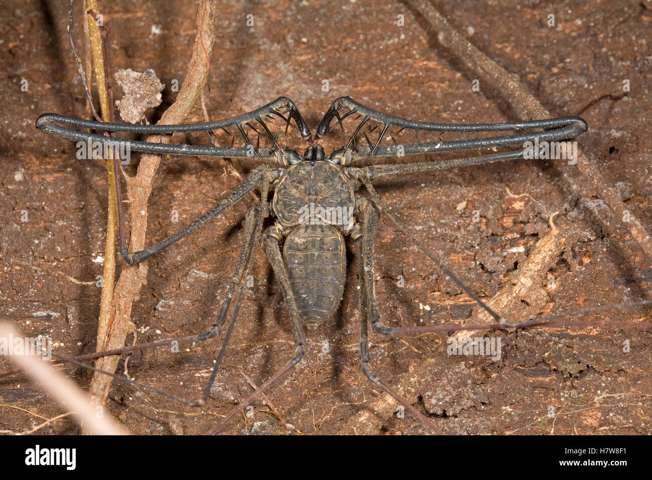 Tailless Whip Scorpion (Heterophrynus sp) male showing spiky pedipalps ...