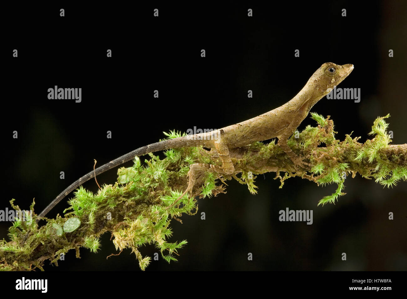 Beta Anole (Norops sp) on mossy branch, Guyana Stock Photo - Alamy