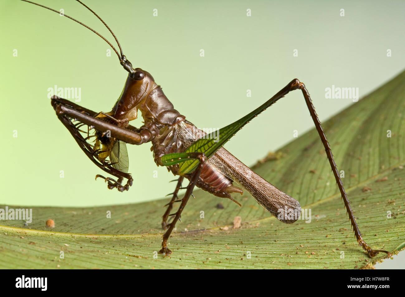 Katydid (Listroscelis sp) feeding on prey, spiny legs are an excellent ...