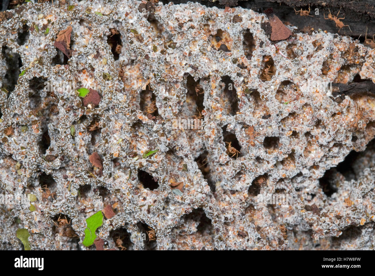 Leafcutter Ant (Trachymyrmex sp) showing fungal mycelium of the fungal ...