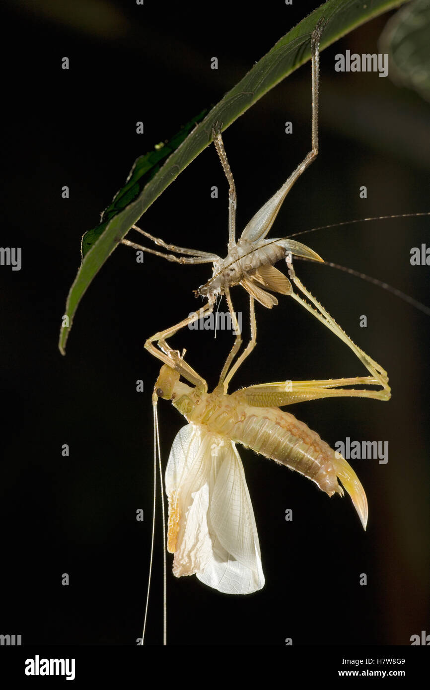 Katydid (Teleutias sp) during its final molt, Guyana, sequence 2 of 3 ...