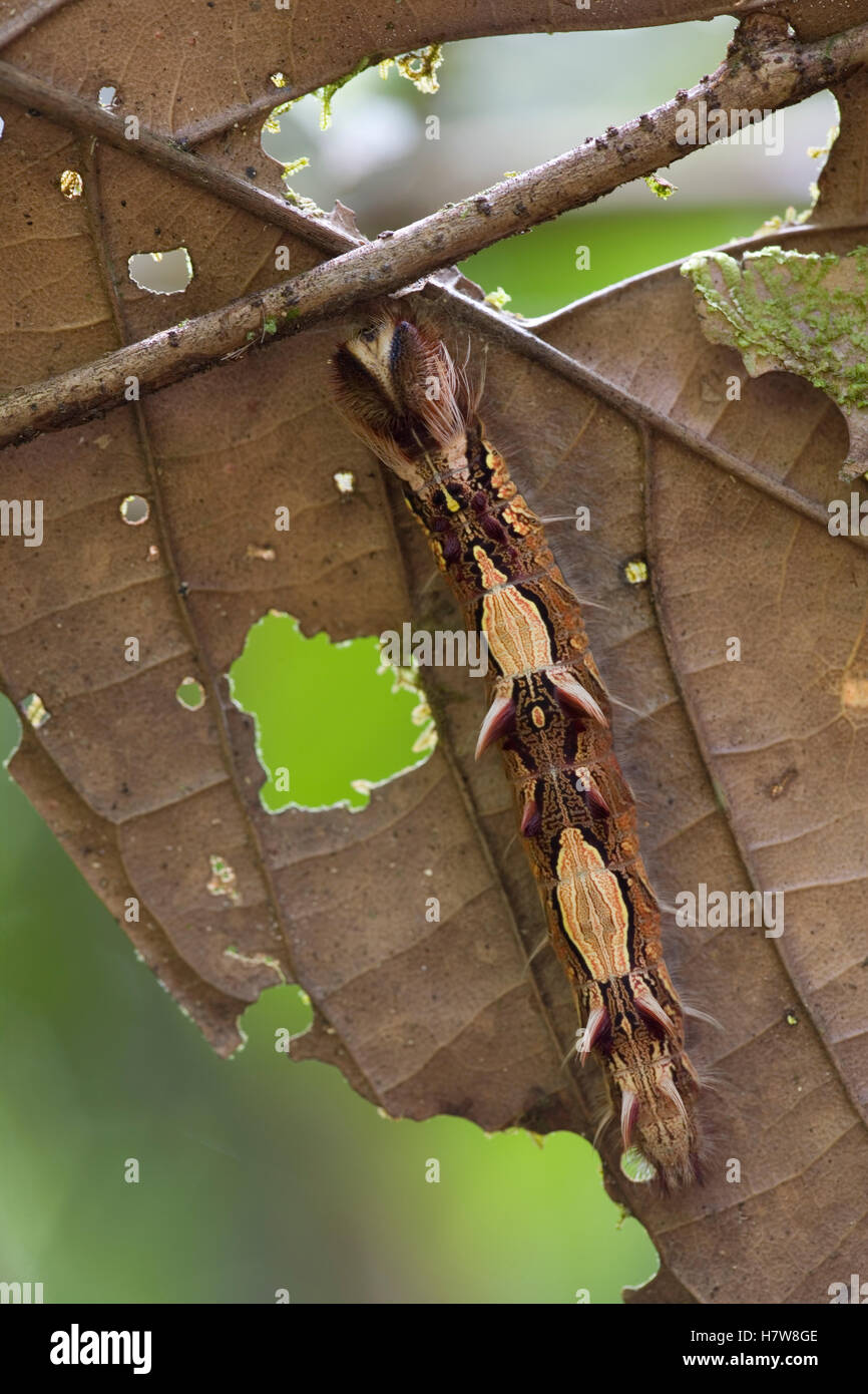 Morpho Butterfly (Morpho sp) caterpillar camouflaged on leaf, Guyana ...