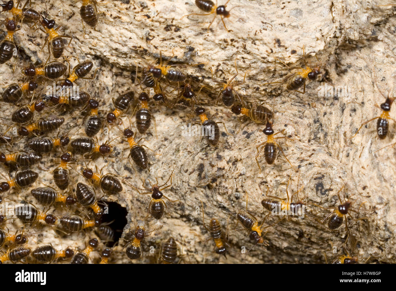 Nasute Termite (Nasutitermitidae) colony leaving their arboreal nests ...