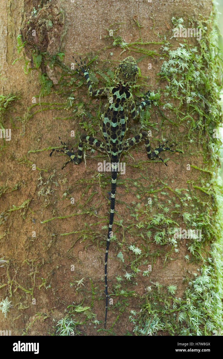 Collared Tree Runner (Tropidurus plica) clinging to tree trunk, Guyana ...
