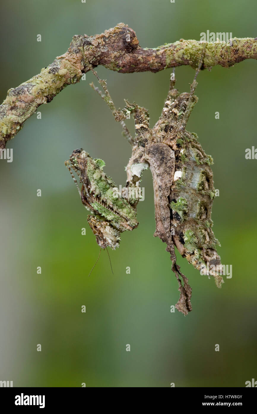 Mantid (Acanthops sp) hanging upside down on twig, Guyana Stock Photo ...