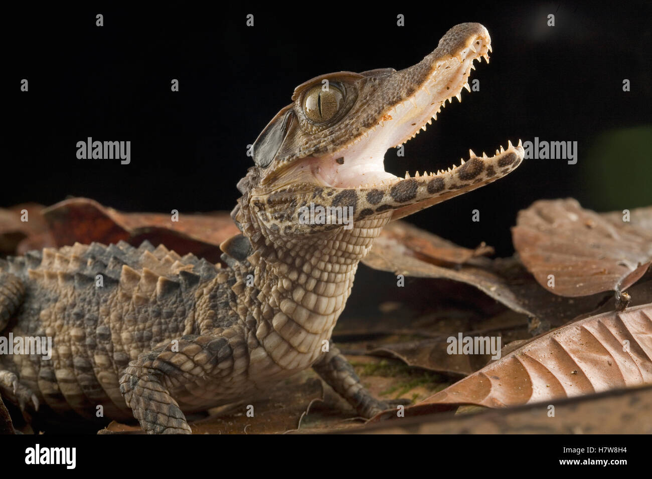 Schneider's Dwarf Caiman (Paleosuchus trigonatus) young, this species ...