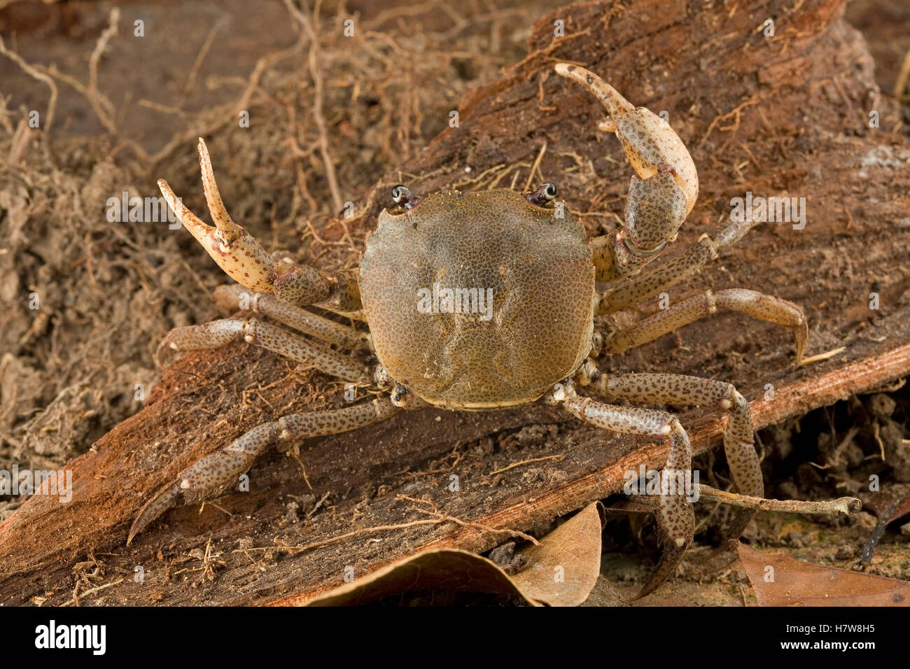 Crab (Sylviocarcinus pictus) camouflaged on bark, Guyana Stock Photo ...