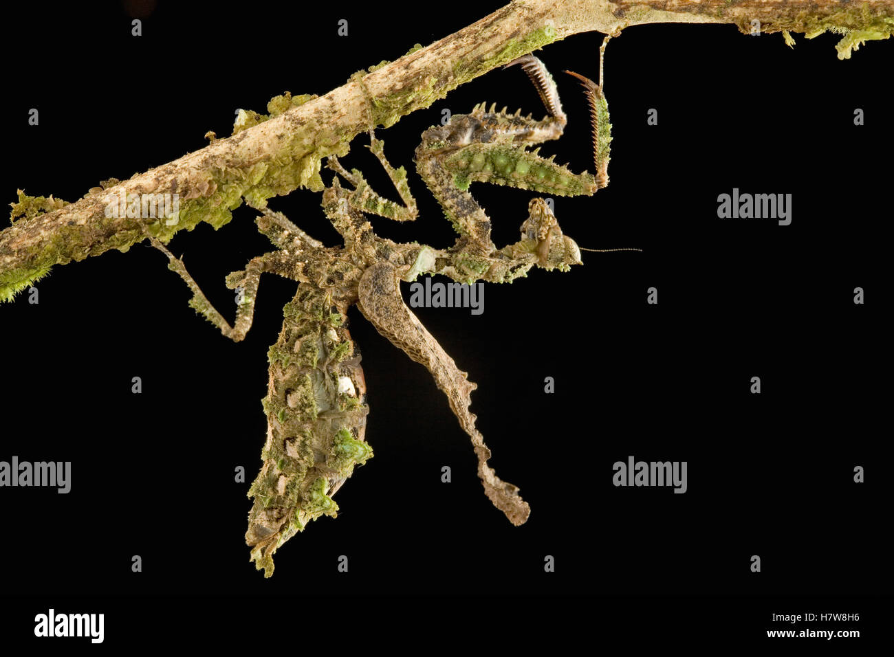 Mantid (Acanthops sp) hanging upside down on twig, Guyana Stock Photo ...