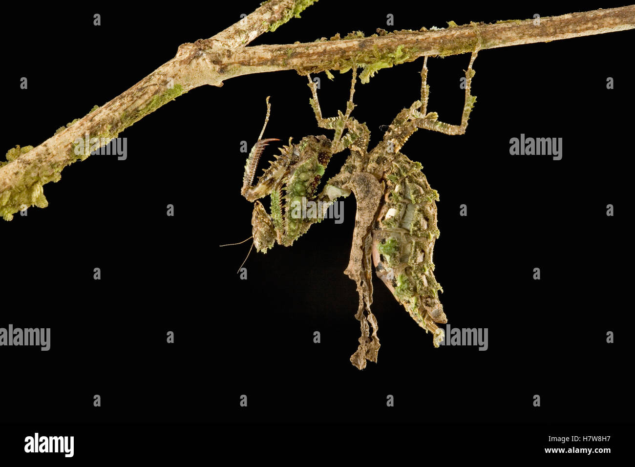 Mantid (Acanthops sp) hanging upside down on twig, Guyana Stock Photo ...