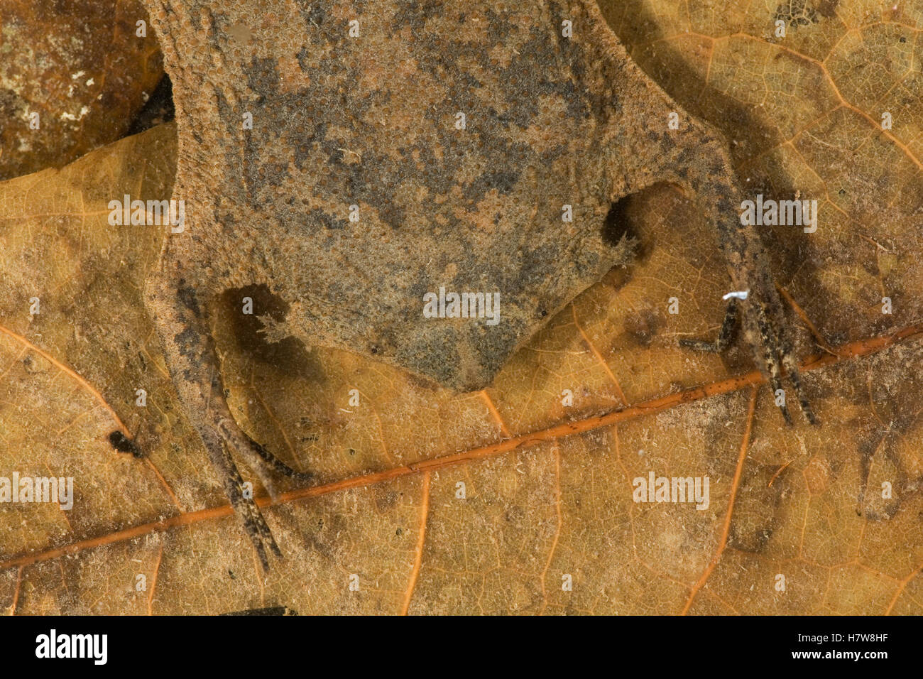 Surinam Toad (Pipa pipa) mimicking leaf litter in pond, Guyana Stock ...