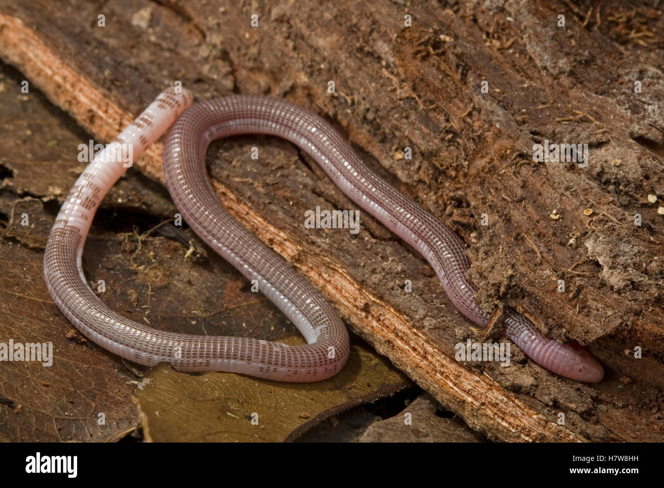 Vanzolini's Worm Lizard (Amphisbaena vanzolinii) legless without ...