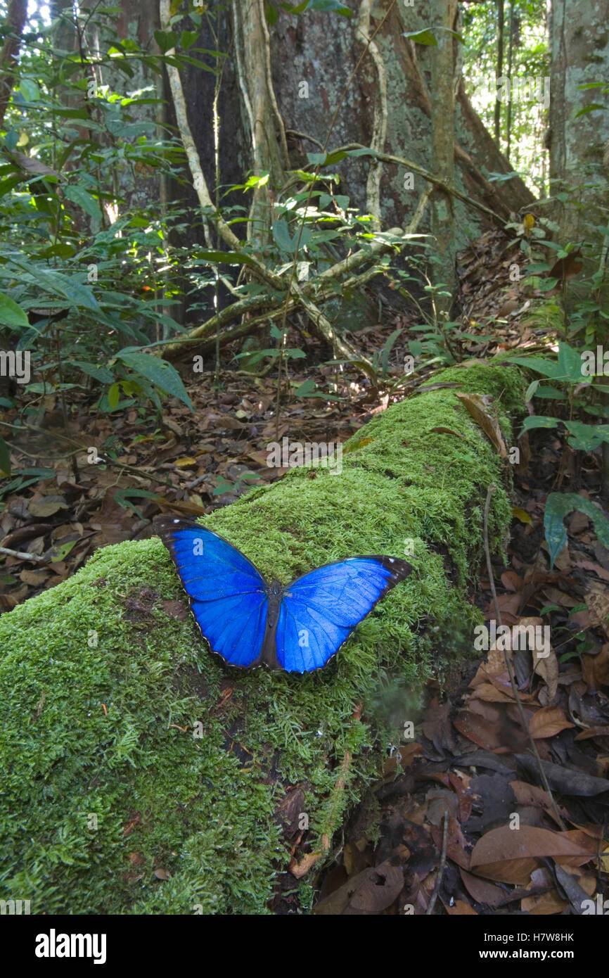 Blue morpho butterfly habitat hi-res stock photography and images - Alamy