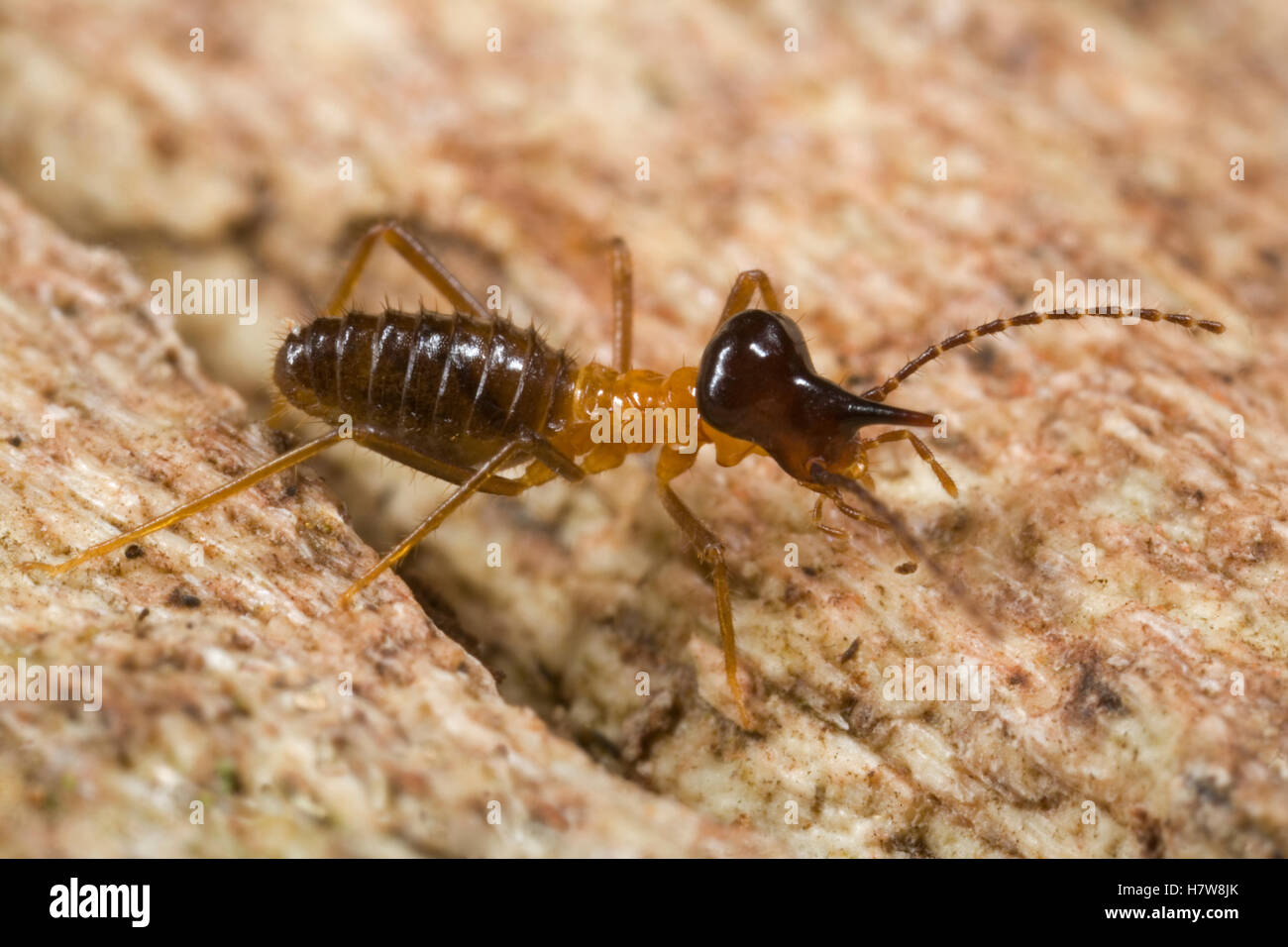 Nasute Termite (Nasutitermitidae) soldier, Guyana Stock Photo - Alamy