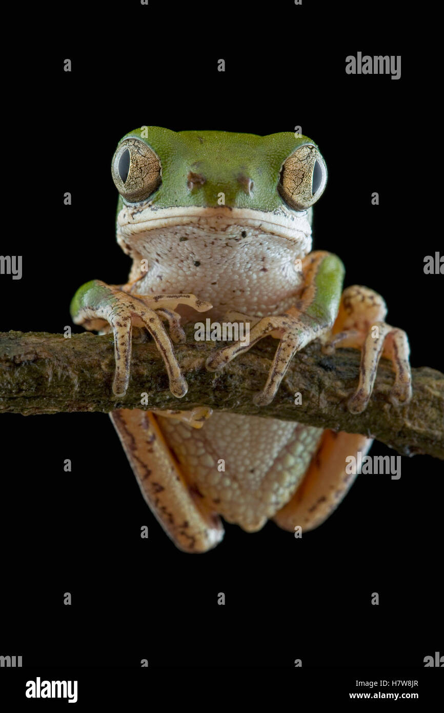 Orange-legged Leaf Frog (Phyllomedusa hypochondrialis), Guyana Stock ...