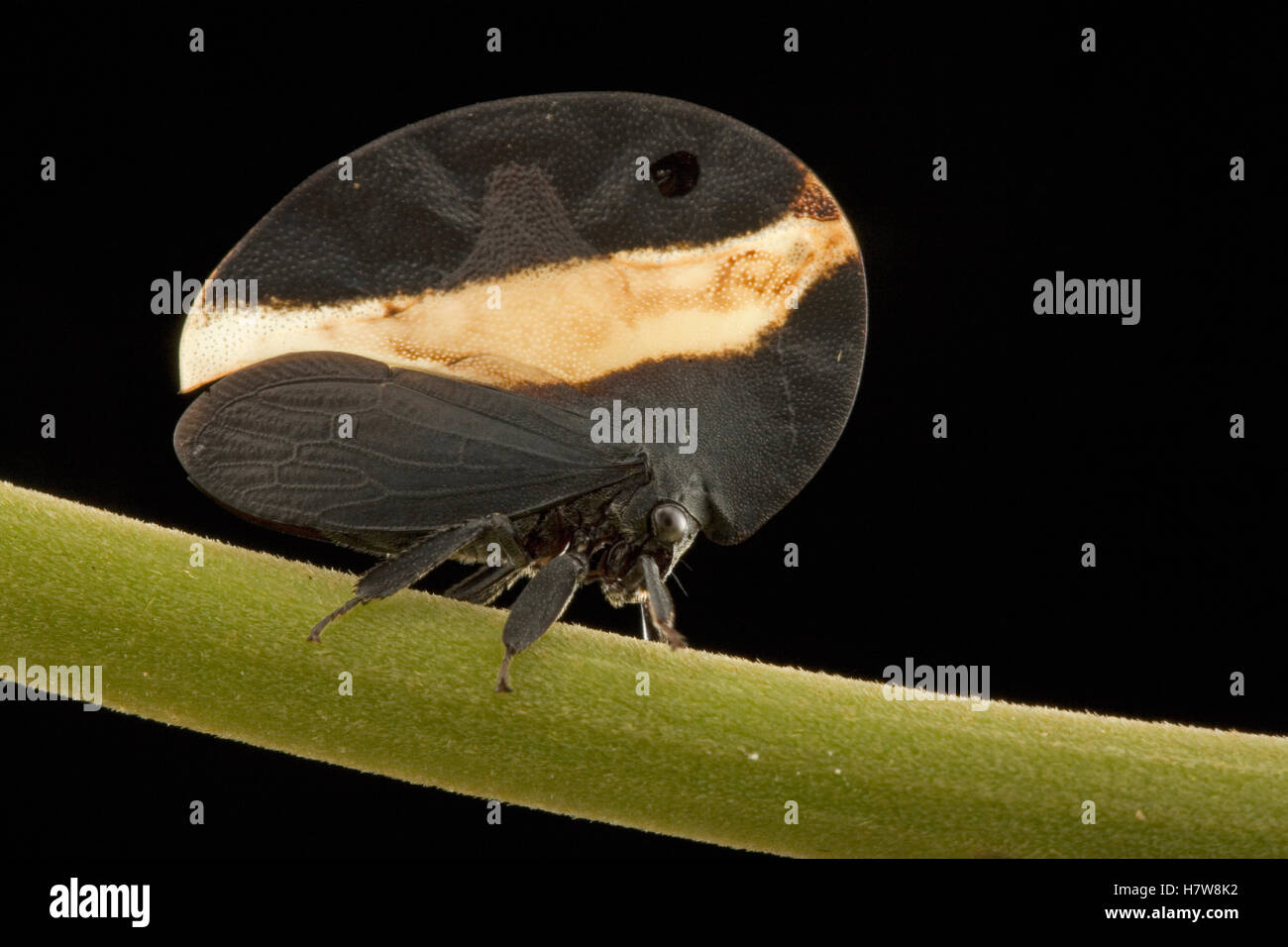 Treehopper (Membracis sp) with cryptically shaped pronotum and ...