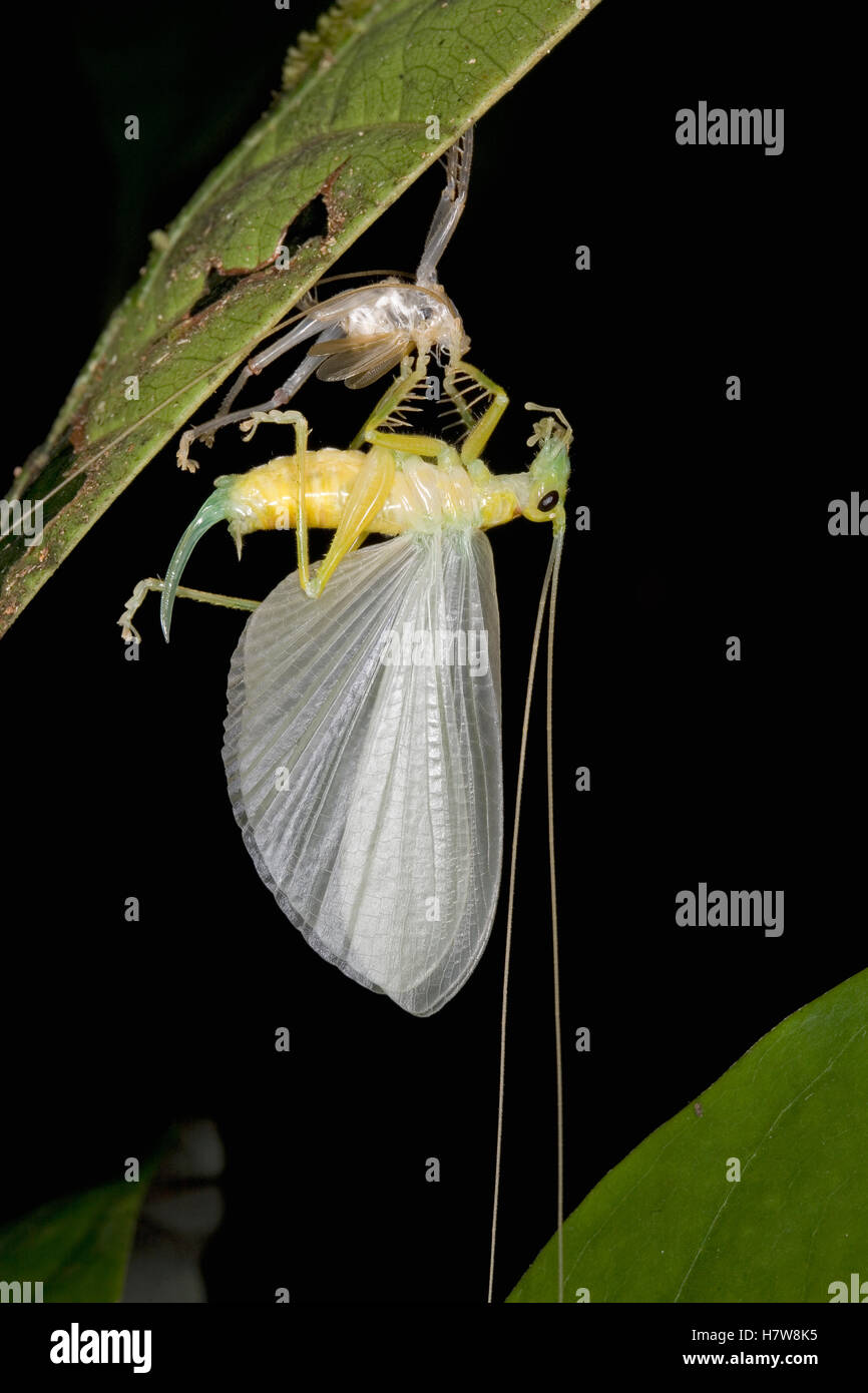 Raspy Cricket (Gryllacrididae) completing its final molt, Guyana Stock ...