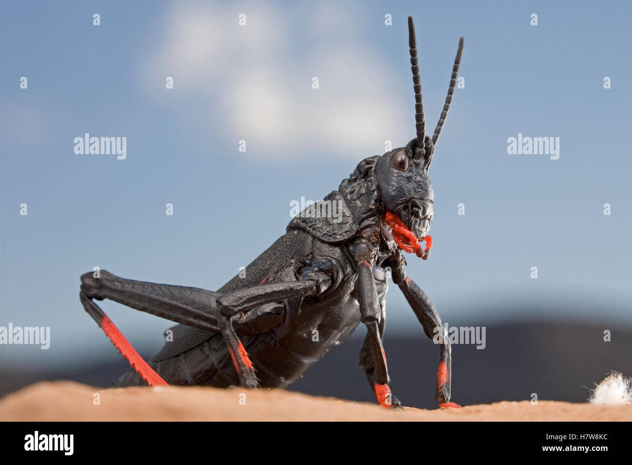 Koppie Foam Grasshopper (Dictyophorus spumans) with aposematic ...