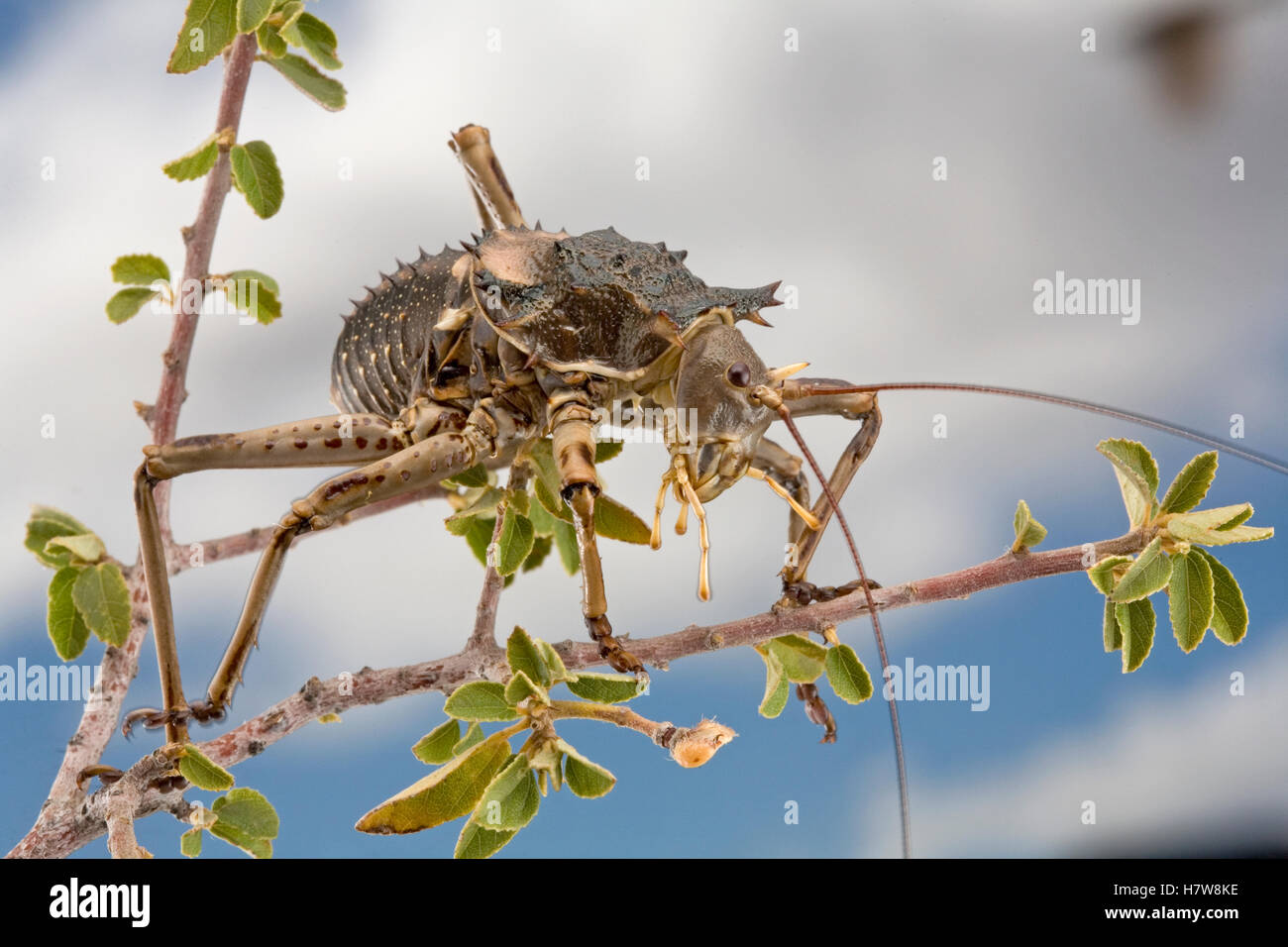 Armored Cricket (Acanthoproctus cervinus) is actually a katydid with a ...