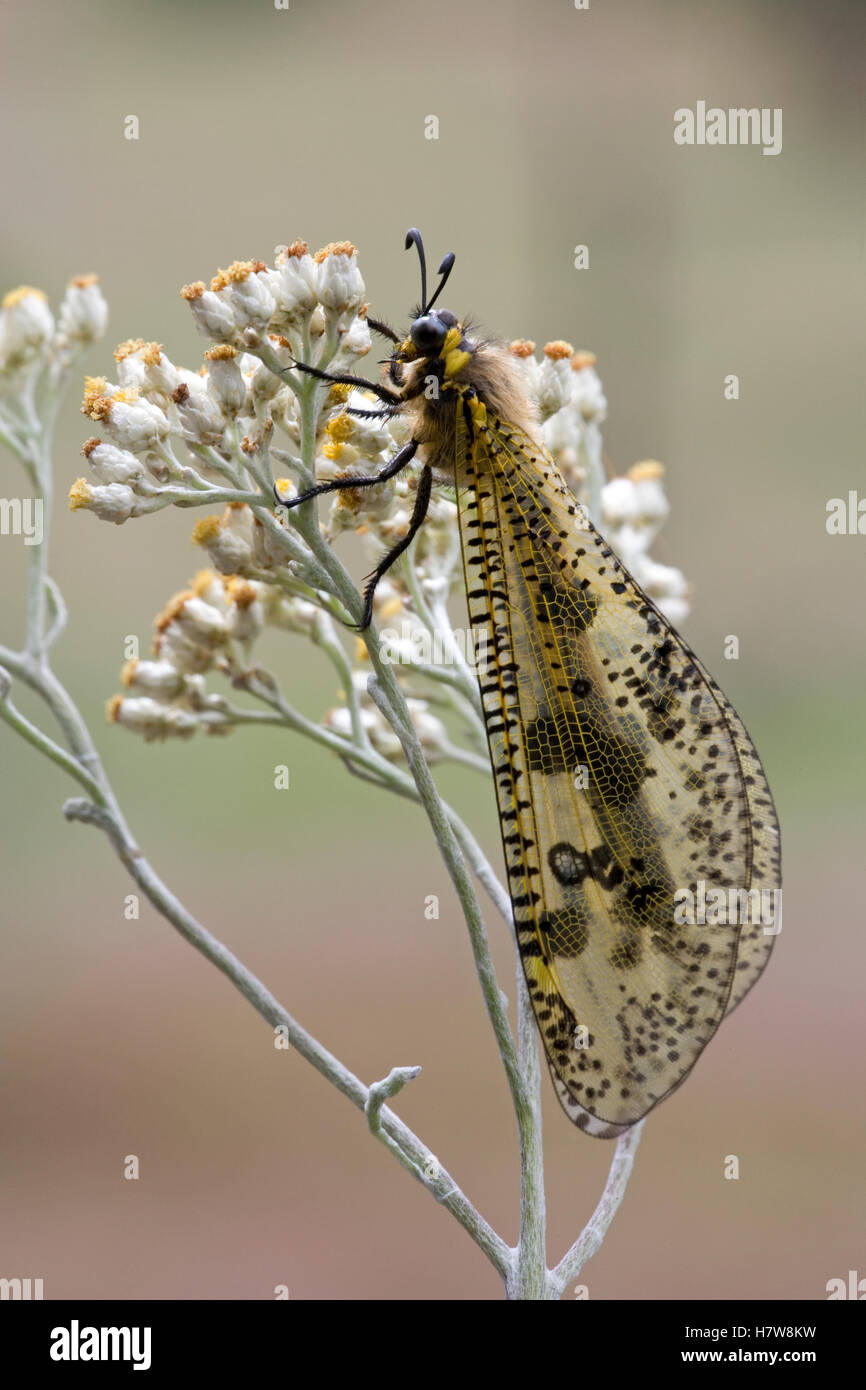 Antlion (Palpares sp) resembles large, colorful dragonfly, South Africa ...