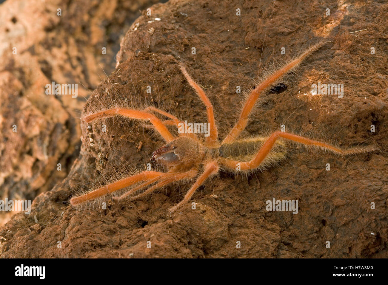 Sun Spider (Solifuga) does not have venom glands, their large ...