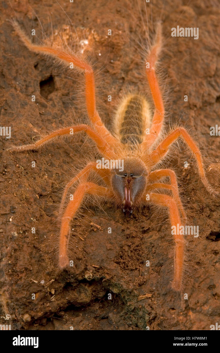 Sun Spider (Solifuga) does not have venom glands, their large ...