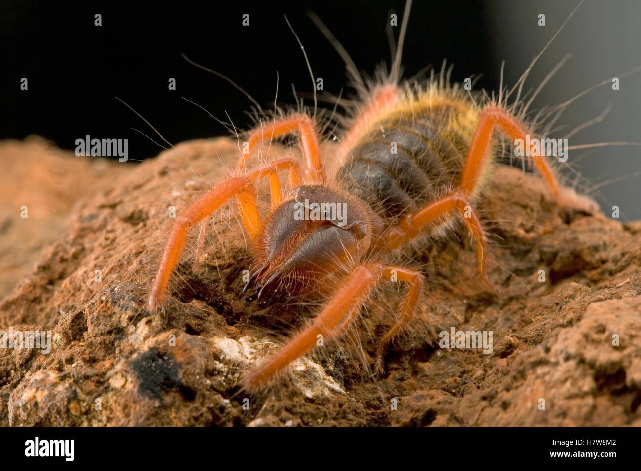 Sun Spider (Solifuga) does not have venom glands, their large ...