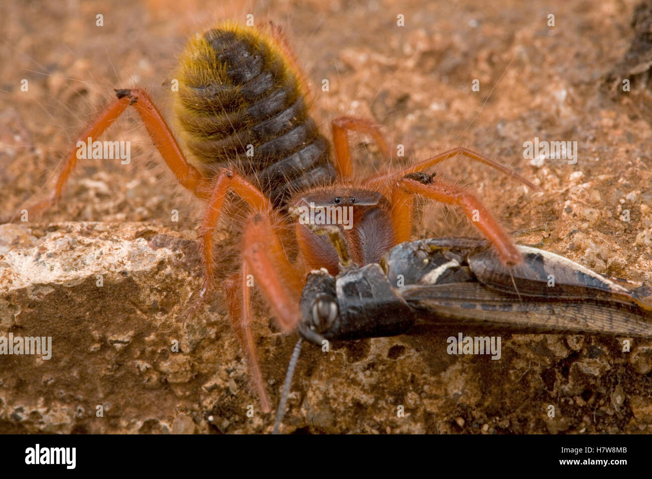 Sun Spider (Solifuga) with captured Grasshopper prey, South Africa ...