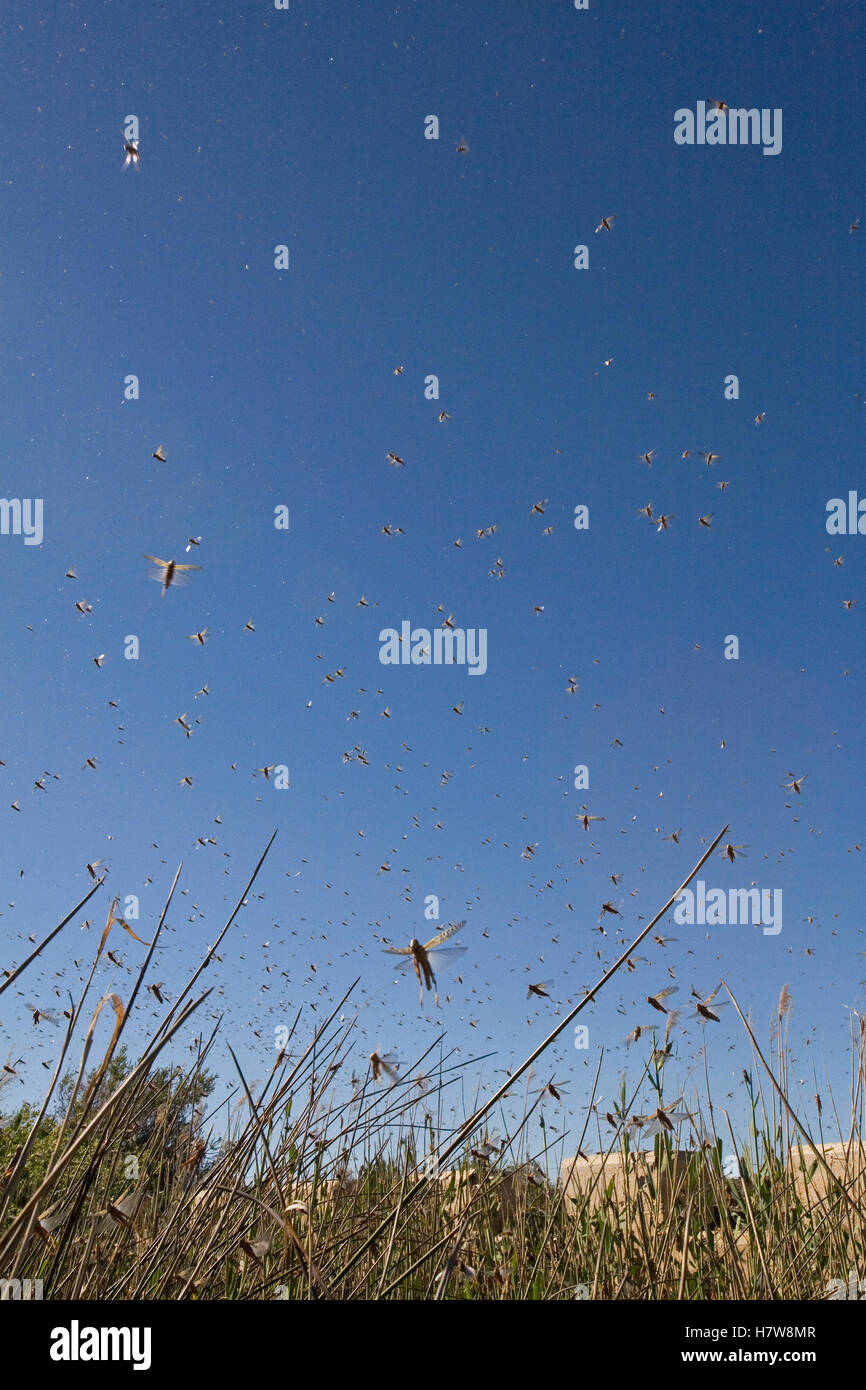 Brown Locust (Locustana pardalina) migratory group flying, Karoo, South ...