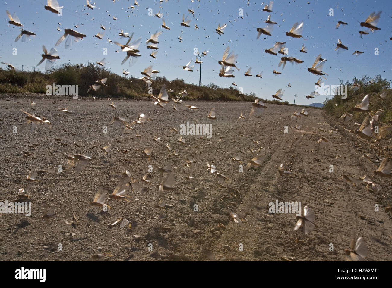Brown Locust (Locustana pardalina) migratory group flying, Karoo, South ...