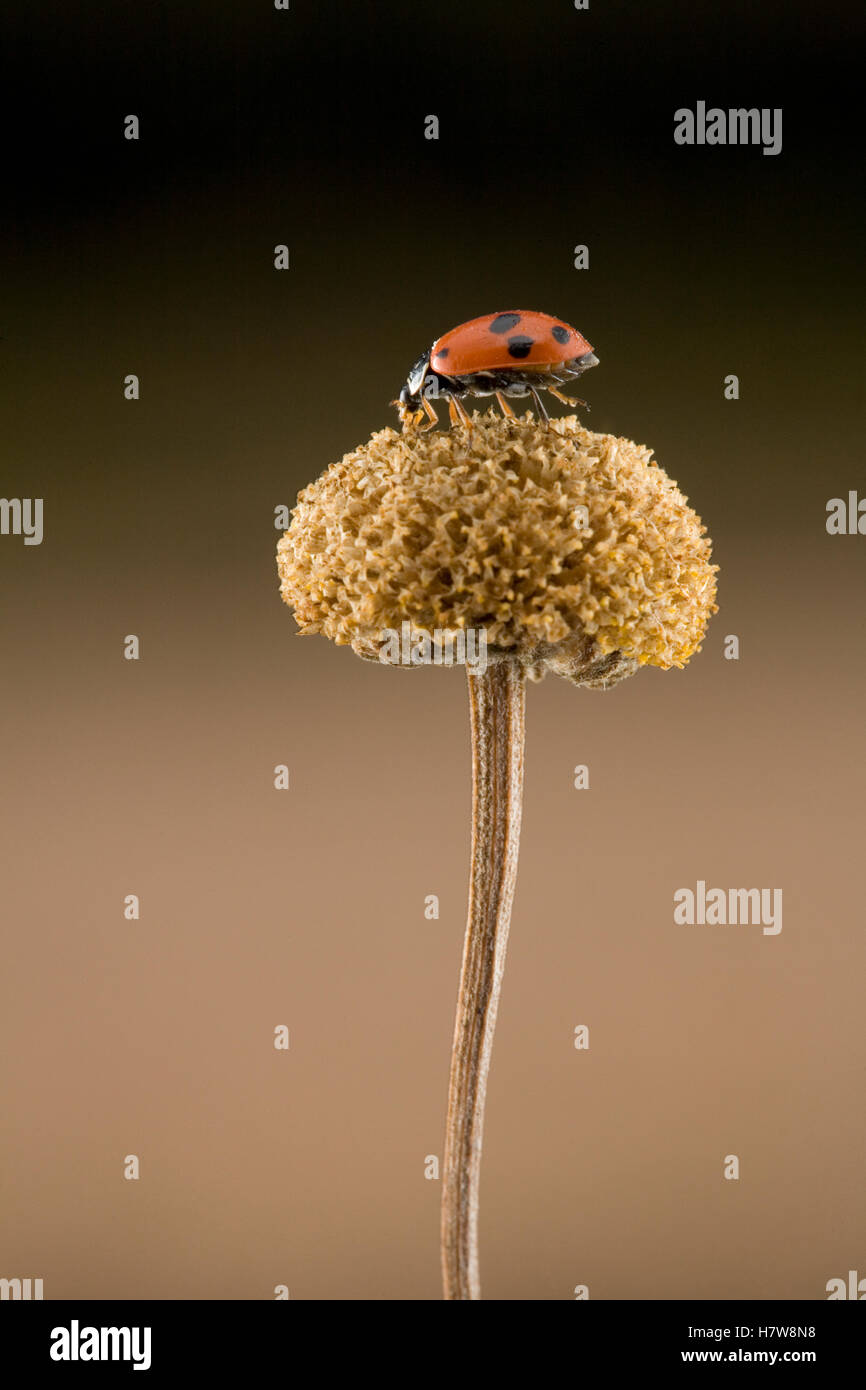 European Spotted Amber Ladybird (Hippodamia variegata) was accidentaly ...