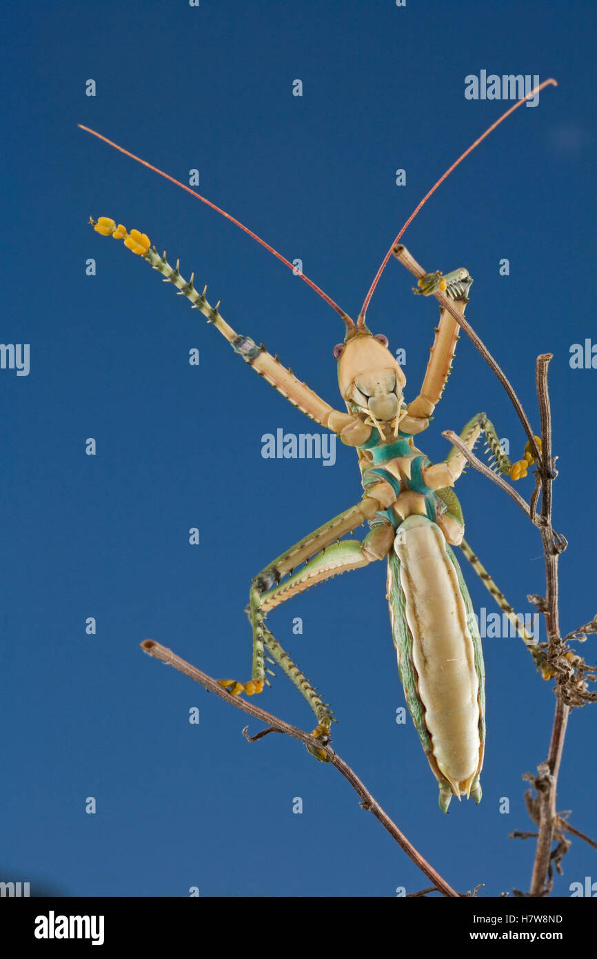 Katydid (Clonia melanoptera) displaying, South Africa Stock Photo - Alamy