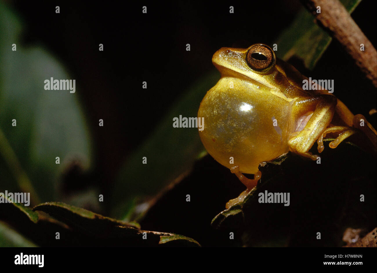 Tree Frog (Hyla goiana) male calling to attract a female, Cerrado ...
