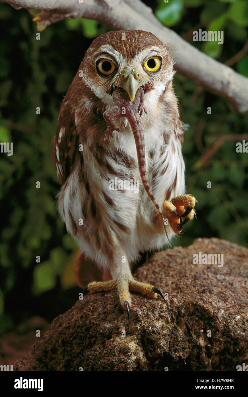 Ferruginous Pygmy Owl (Glaucidium brasilianum) swallowing a captured ...