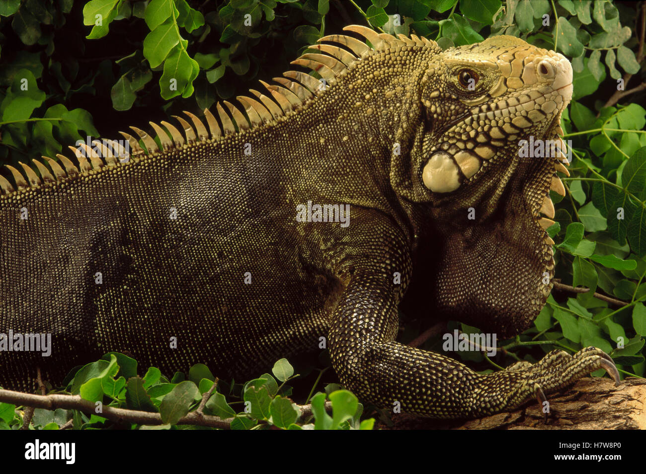 Green Iguana (Iguana iguana) portrait, Caatinga ecosystem, Brazil Stock ...