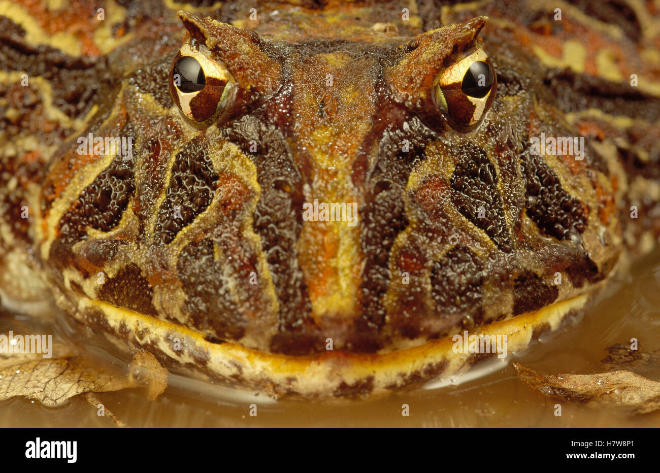 Muller's Smooth Horned Frog (Proceratophrys cristiceps) camouflaged in ...