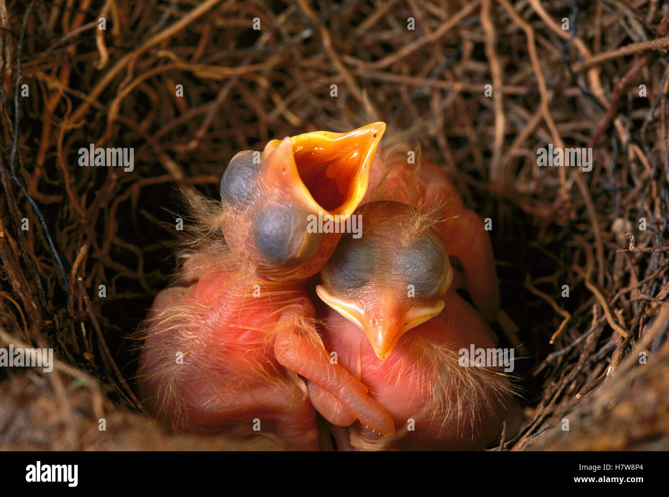 Bird babies recently hatched from eggs begging for food, Atlantic ...