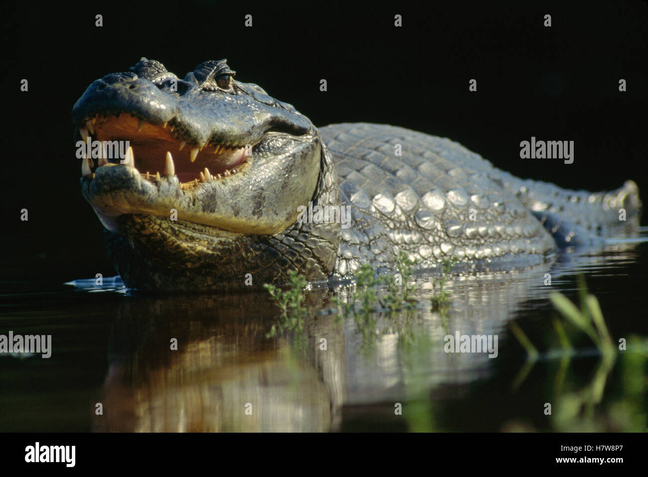 Jacare Caiman (Caiman yacare) resting in shallow water ...