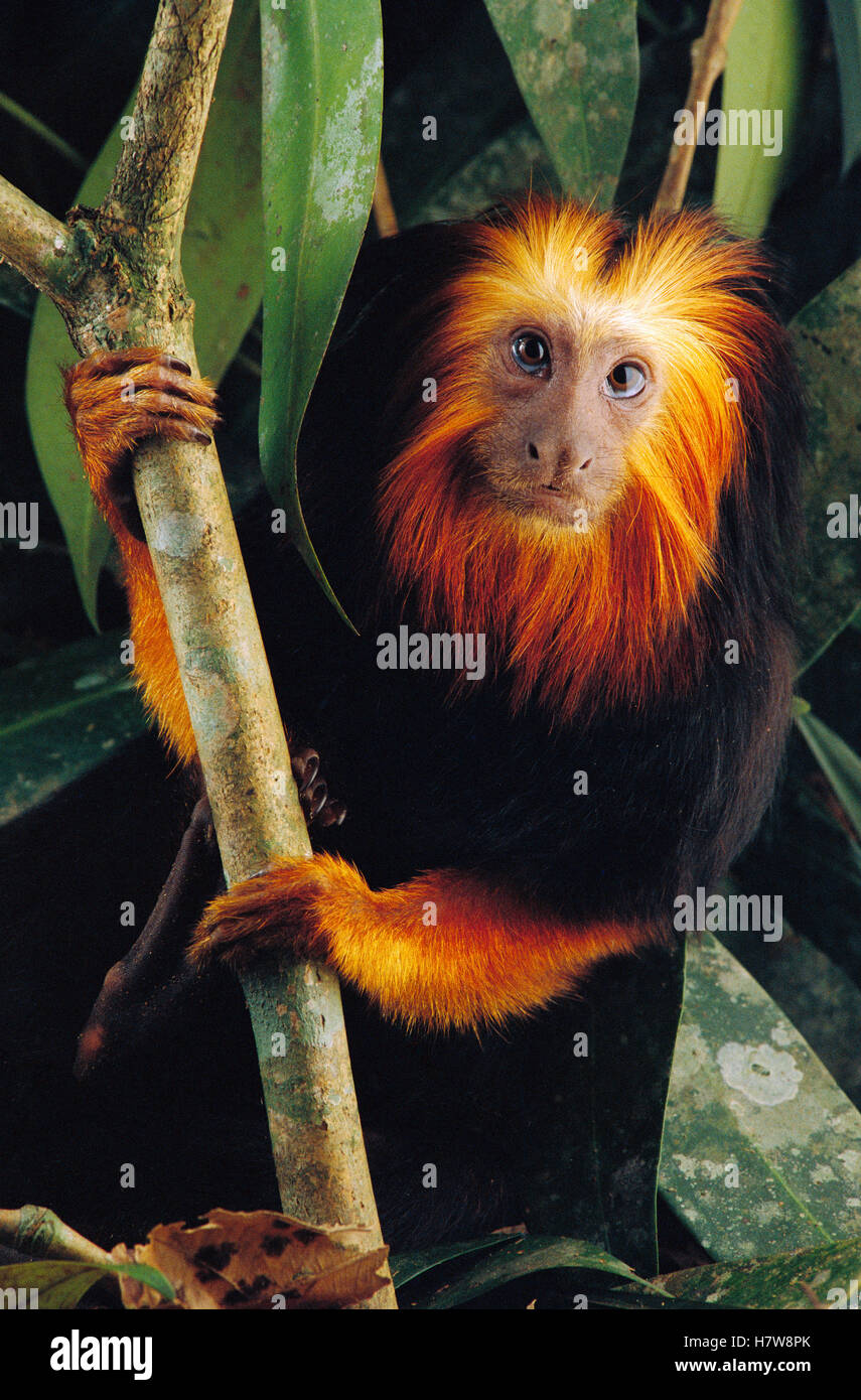 Golden-headed Lion Tamarin (Leontopithecus chrysomelas), Atlantic ...