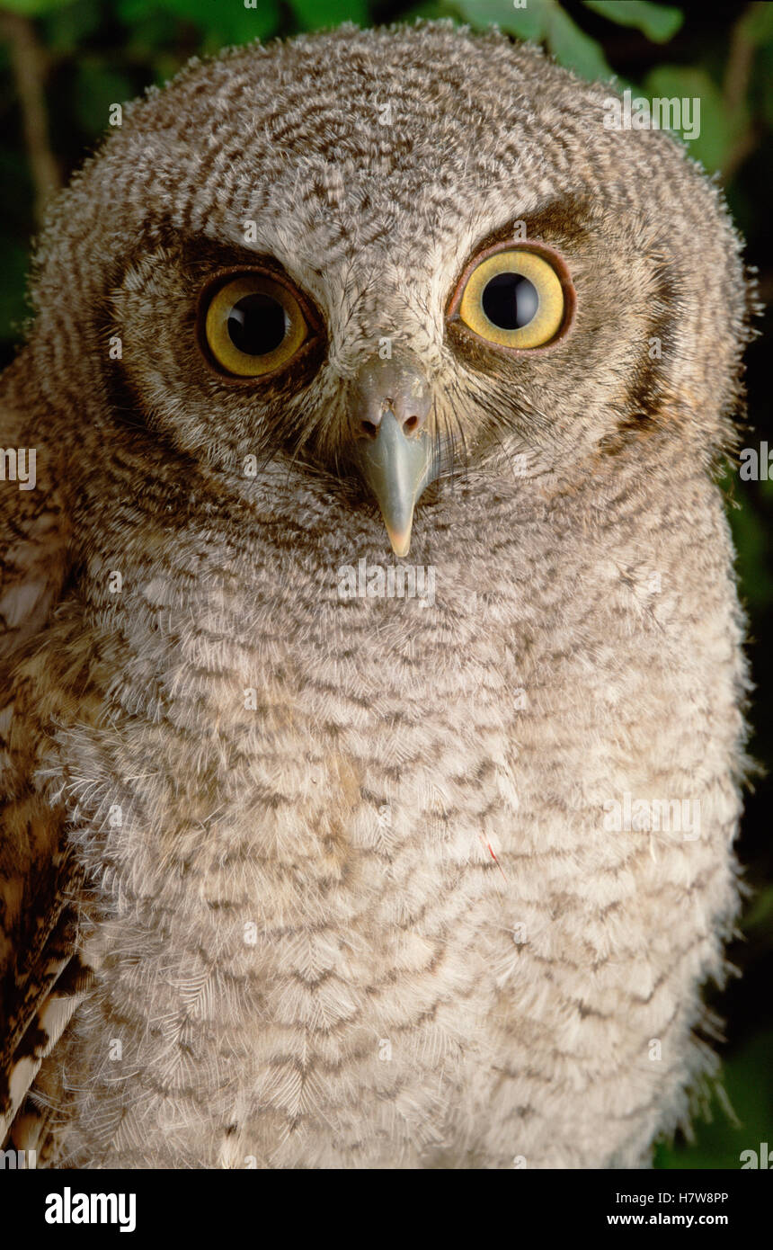 Tropical Screech Owl (Otus choliba) portrait, Pantanal ecosystem ...