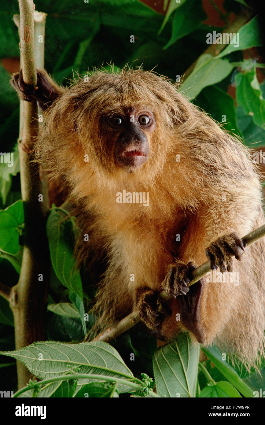 White-faced Saki (Pithecia pithecia) portrait, Amazon ecosystem, Brazil ...