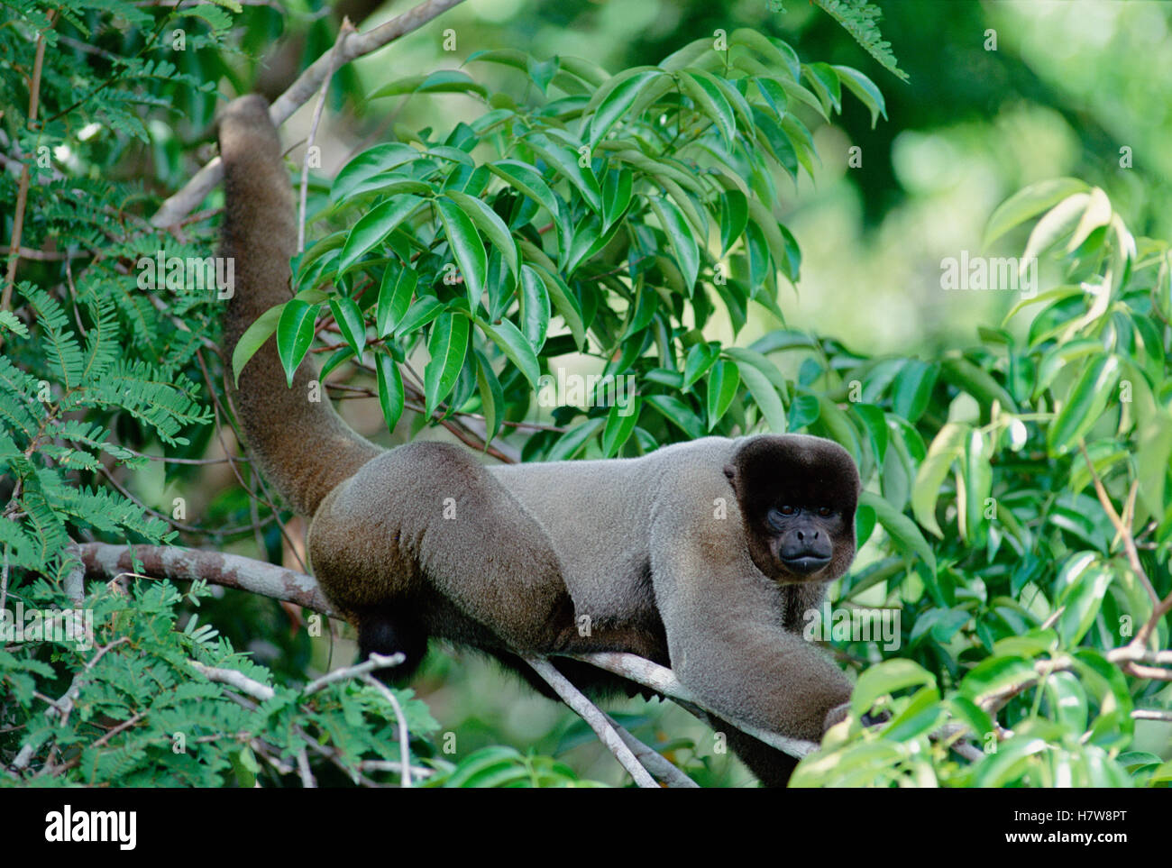 Humboldt's Woolly Monkey (Lagothrix lagotricha) in tree, Amazon ...
