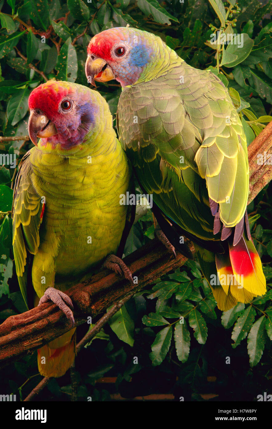 Red-tailed Amazon (Amazona brasiliensis) pair, southern Brazil Stock ...