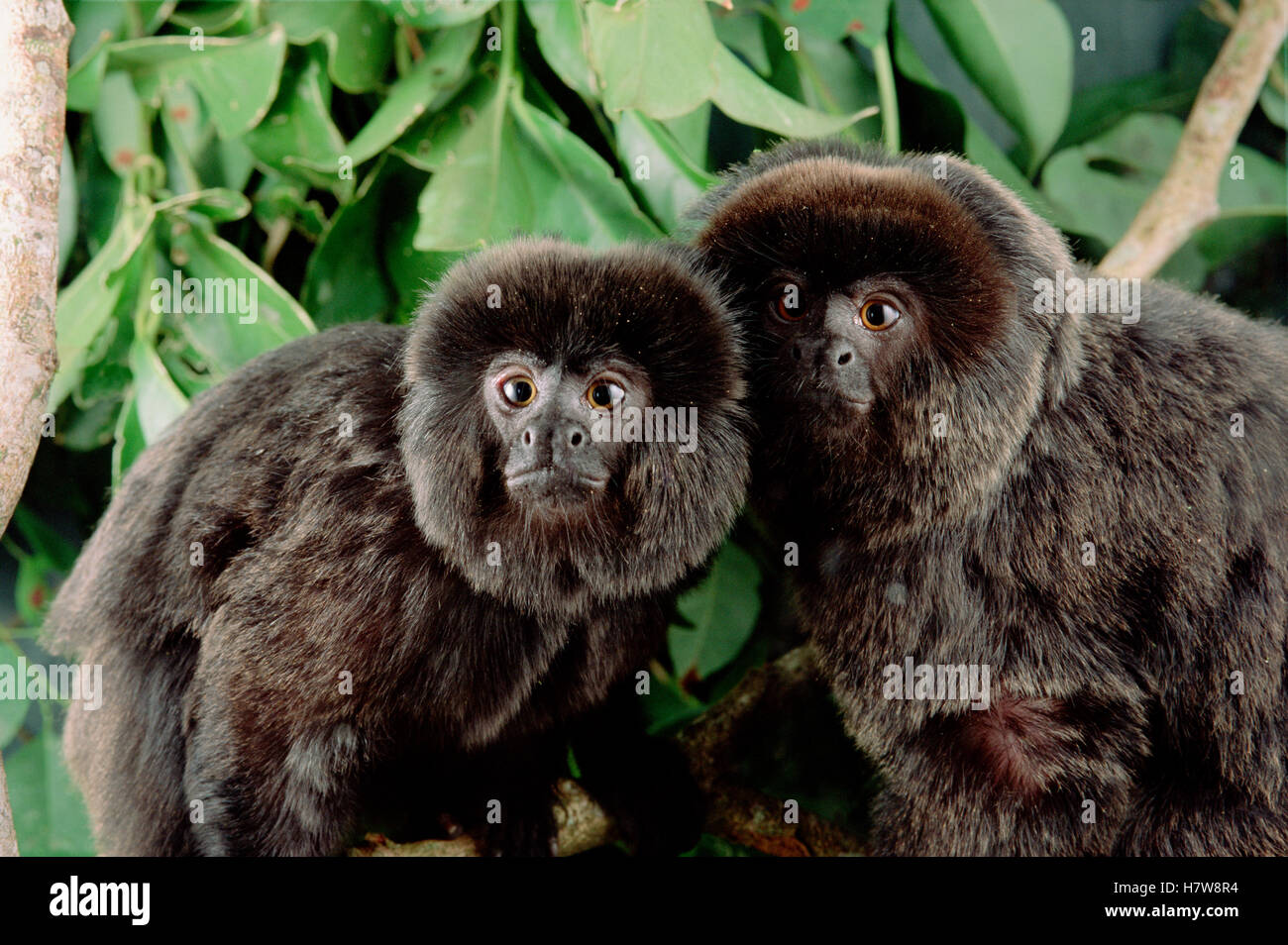 Goeldi's Monkey (Callimico goeldii) pair, Amazon, Brazil Stock Photo ...