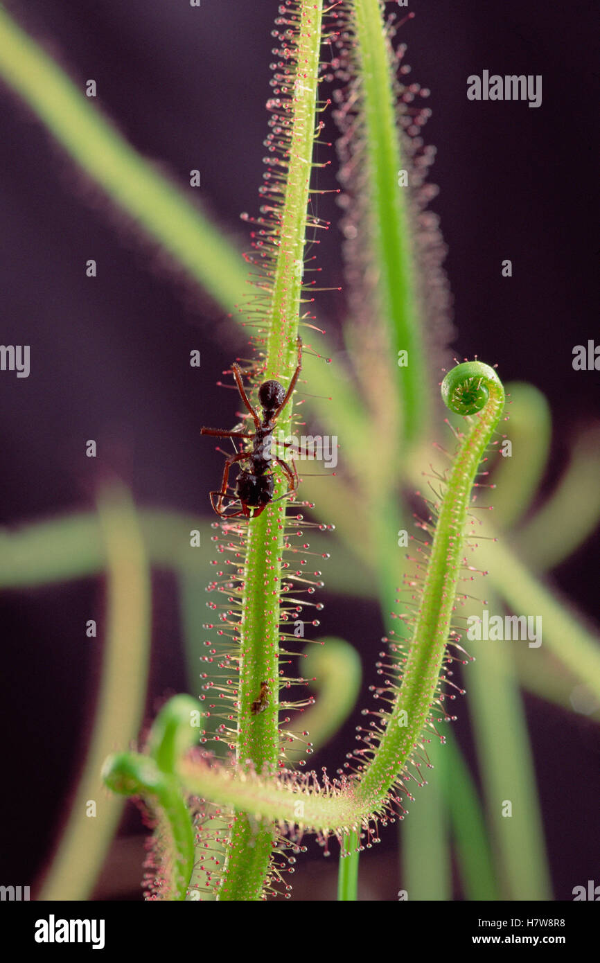 Sundew (Drosera binata) a carnivorous plant with captured ant, Atlantic ...
