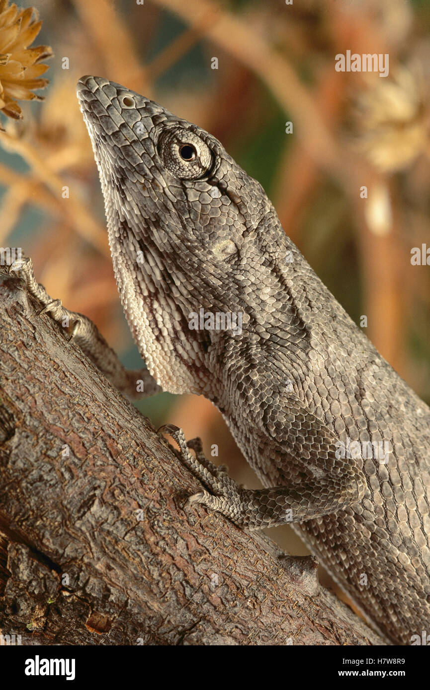 Brazilian Bush Anole (Polychrus acutirostris), Caatinga, Brazil Stock ...