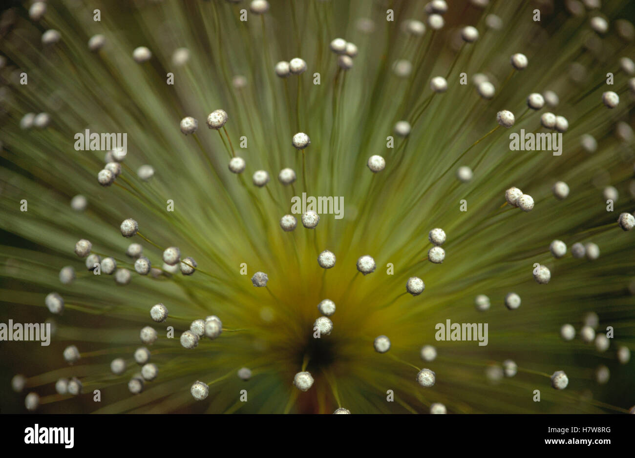 Everlasting Flower (Eriocaulaceae) detail, Cerrado ecosystem, Brazil ...