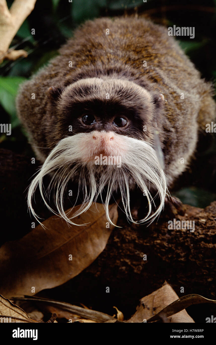 Emperor Tamarin (Saguinus imperator) portrait, Amazon ecosystem, Brazil ...
