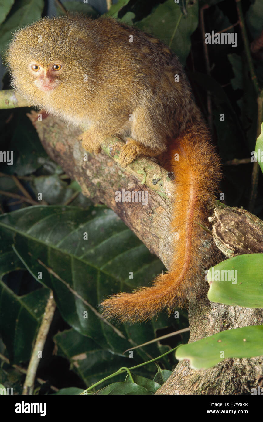 Pygmy Marmoset (Cebuella pygmaea), Amazon, Brazil Stock Photo - Alamy