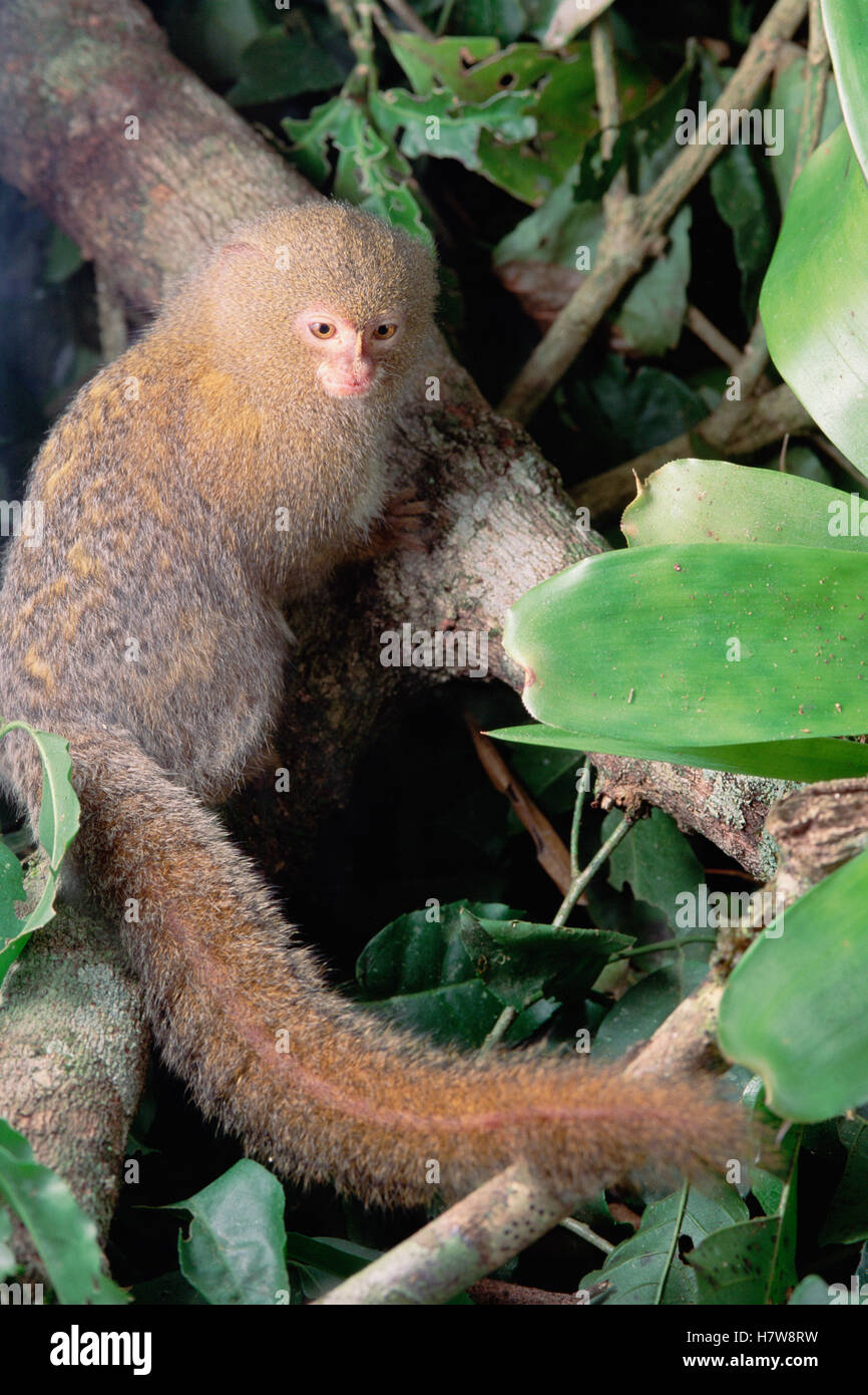 Pygmy Marmoset (Cebuella pygmaea), Amazon, Brazil Stock Photo - Alamy